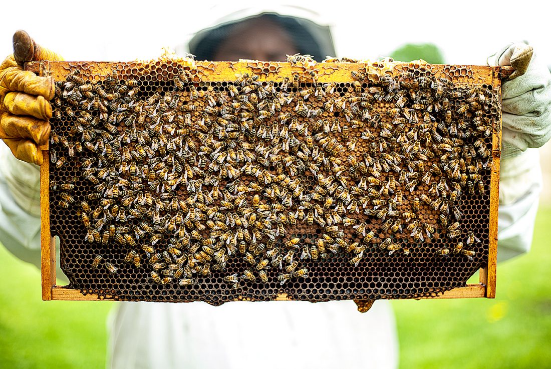 Introducing Beescape: A new online tool and community to support bees ...
